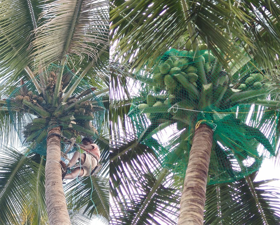 Coconut Tree Safety Nets In Pune - GS Safety Nets in Pune